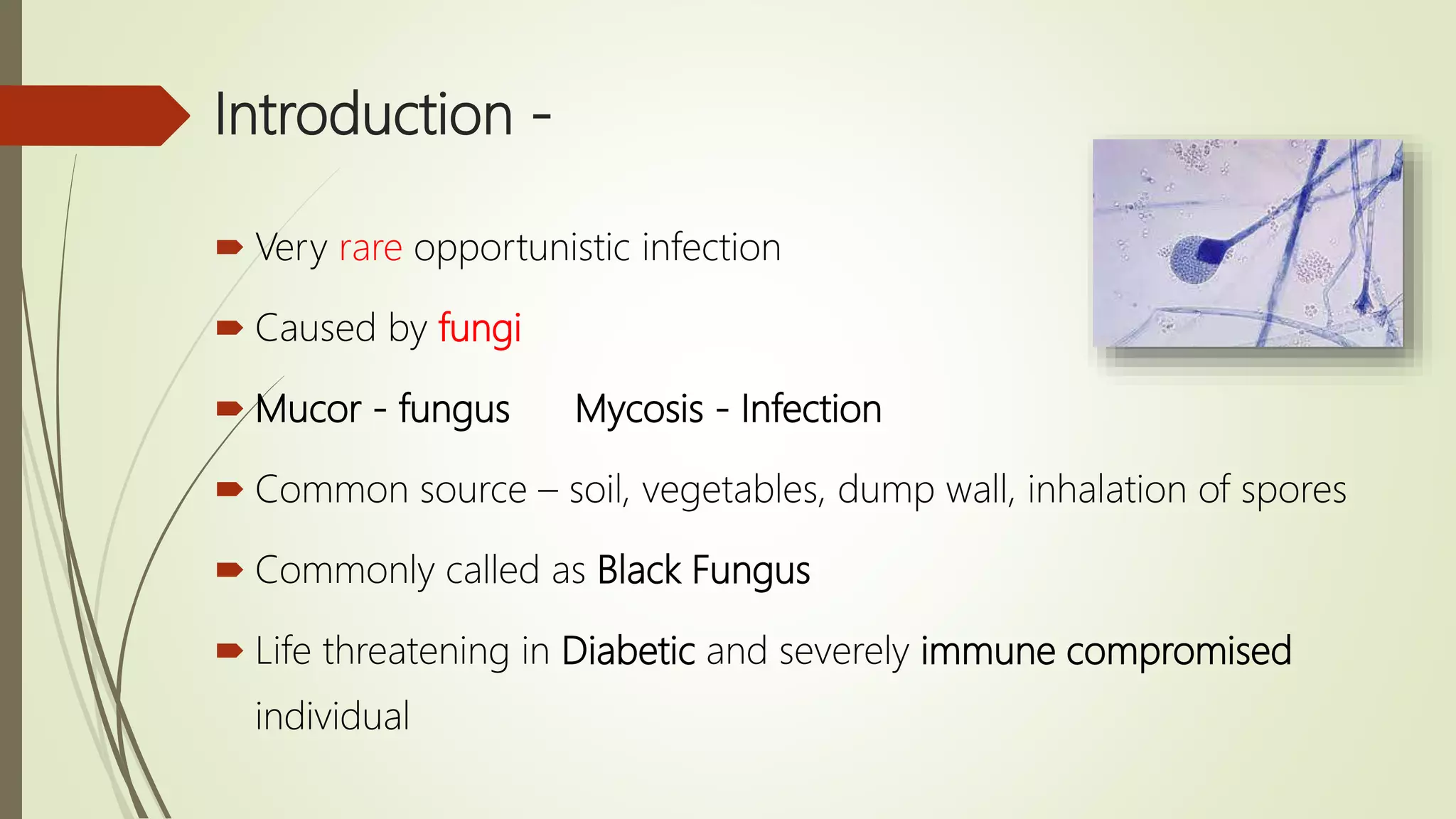 Mucor mycosis | PPTX