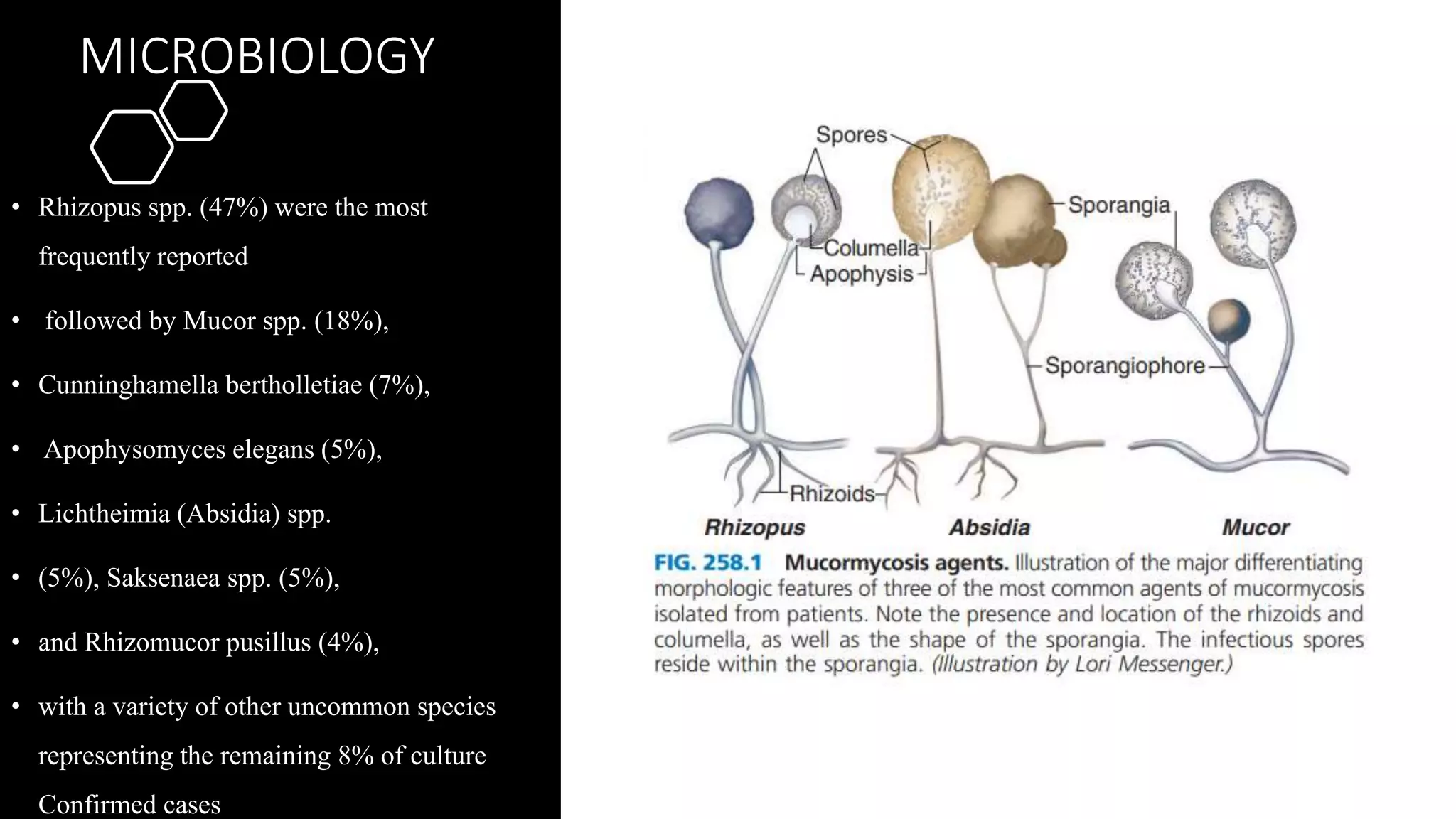 Mucormycosis and its management | PPTX
