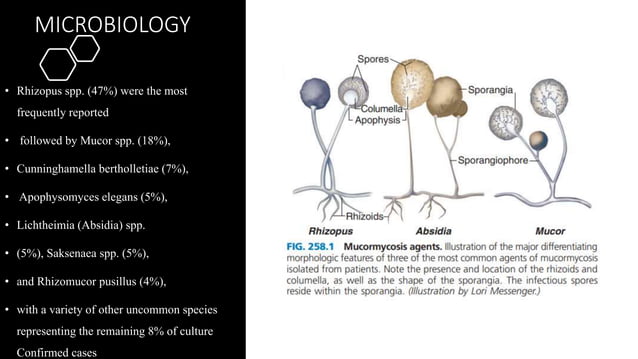 Mucormycosis and its management | PPTX | Ear, Nose and Throat ...