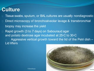 Mucor Culture