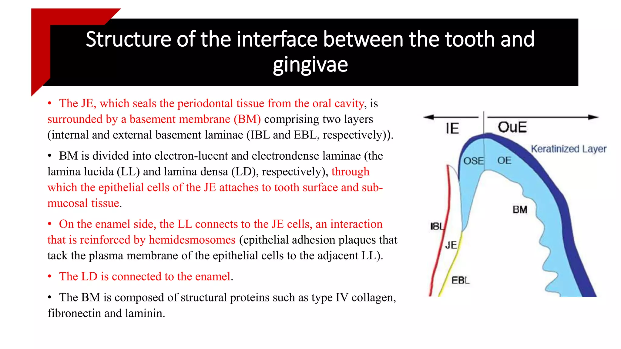 Mucosa- Implant Interface.pptx