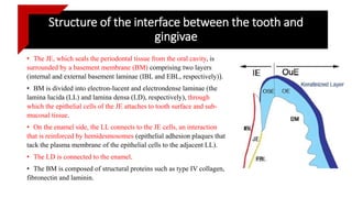 Mucosa- Implant Interface.pptx