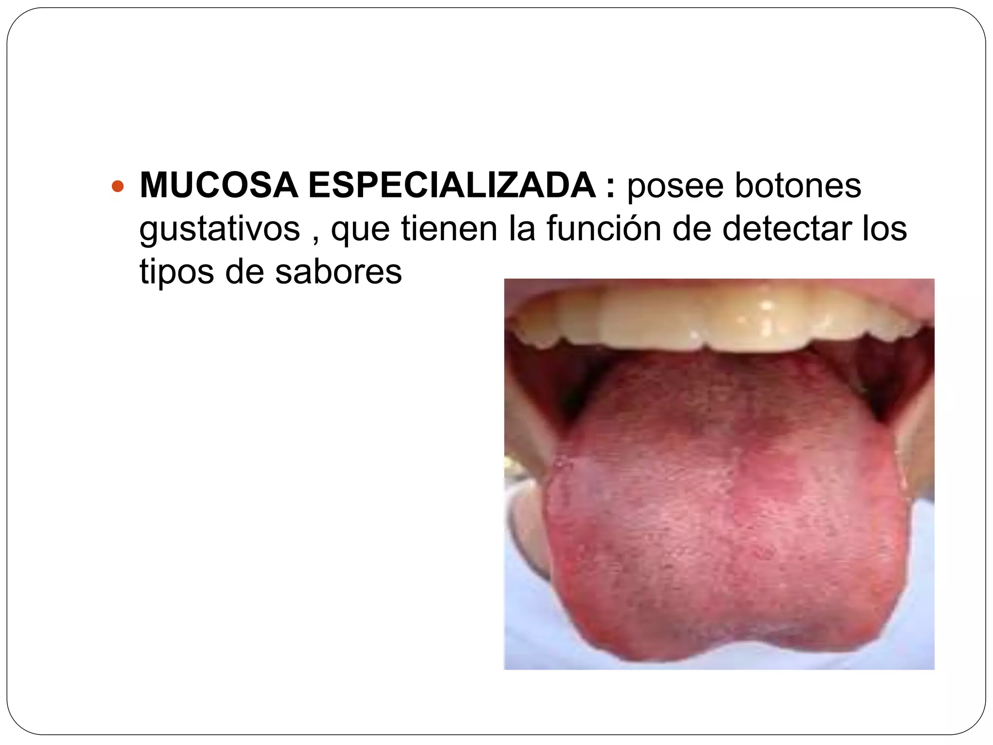 Mucosa bucal | PPTX