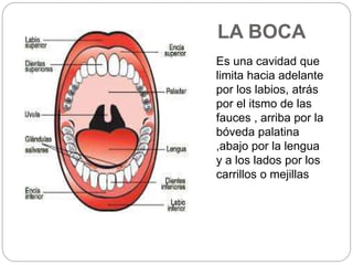 Mucosa bucal | PPTX