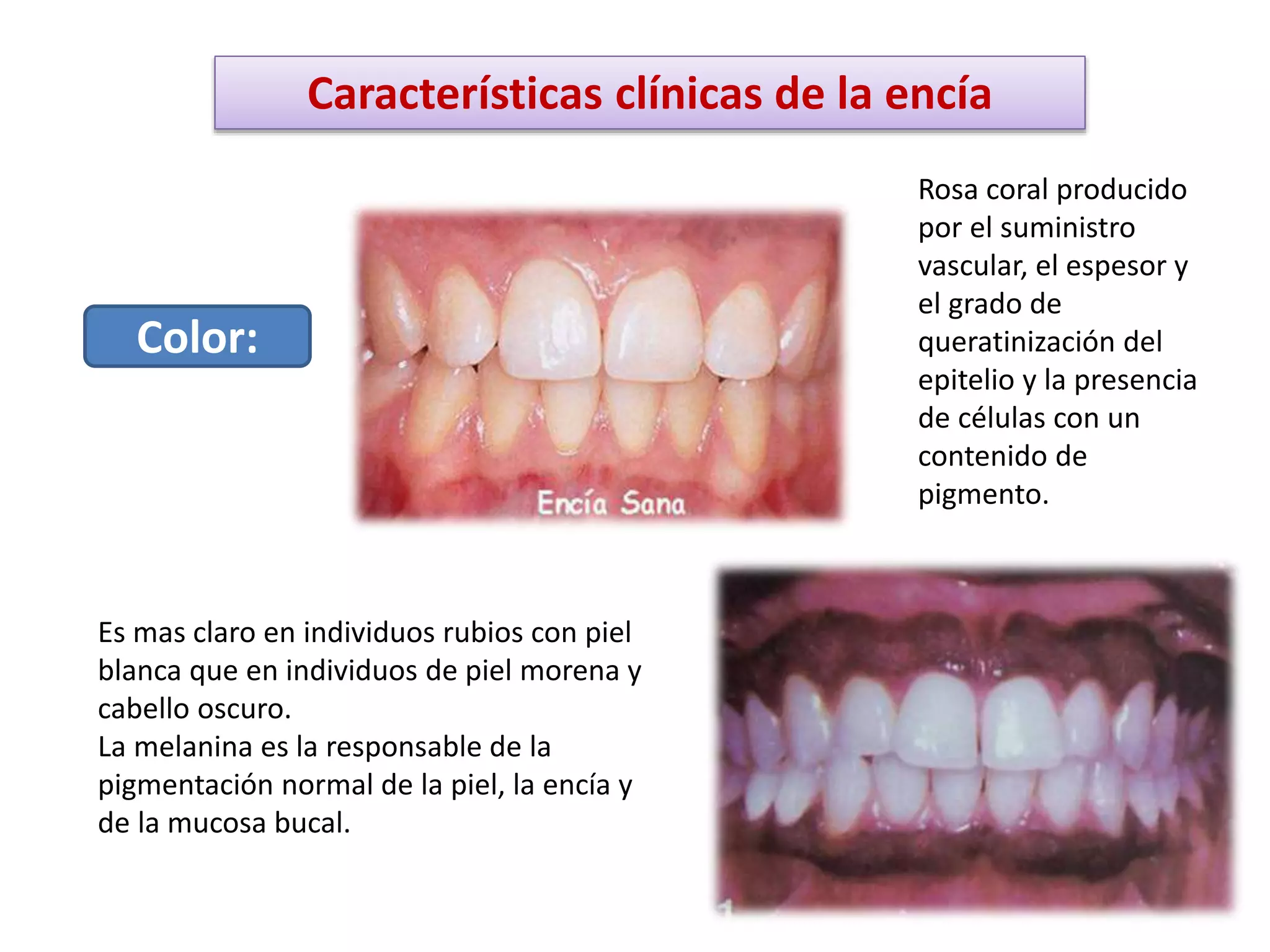 Mucosa bucal | PPTX