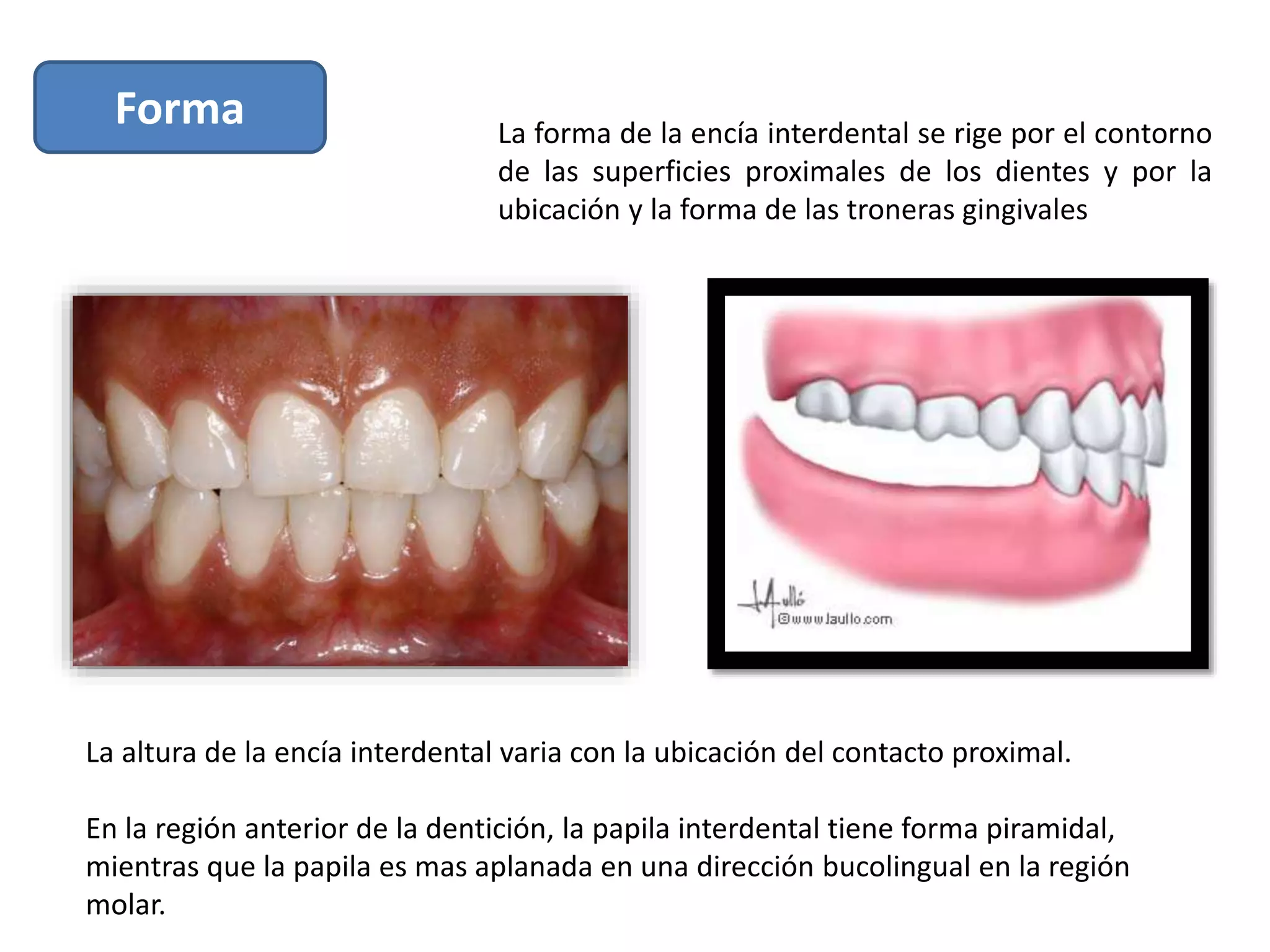 Mucosa bucal | PPTX