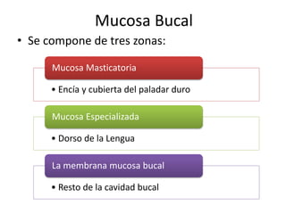 Mucosa bucal | PPTX