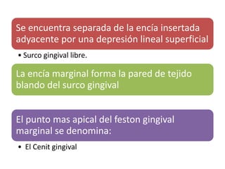 Mucosa bucal | PPTX
