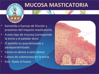 Mucosa Bucal | PPT