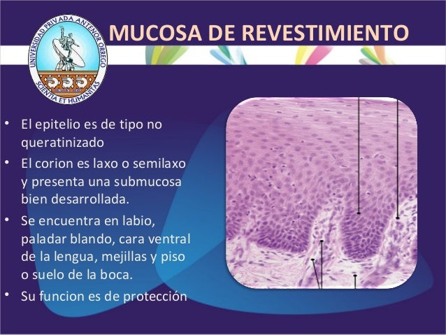 Mucosa Bucal