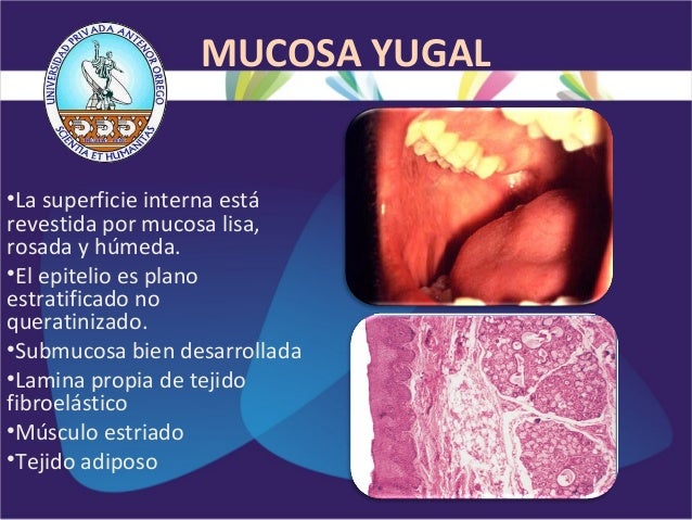 Mucosa Bucal