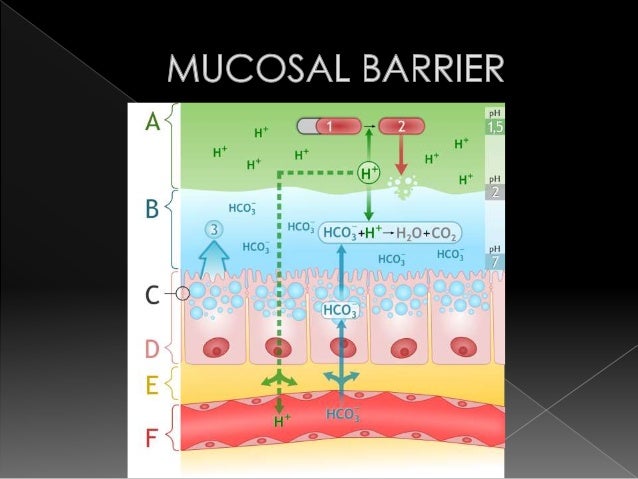Mucosal barrier and peptic ulcer