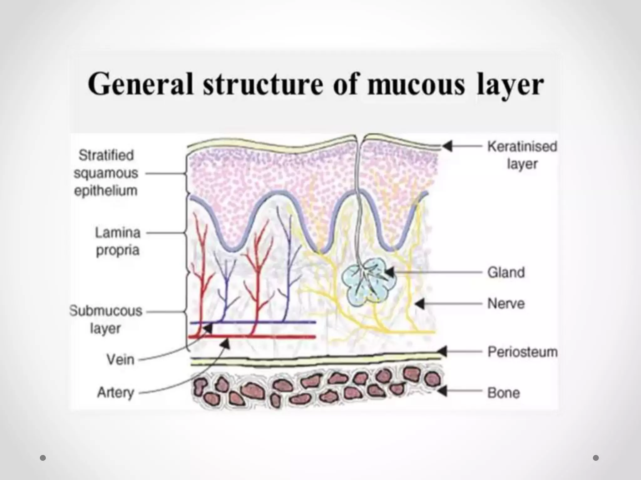 Mucosal Drug Delivery System | PPTX