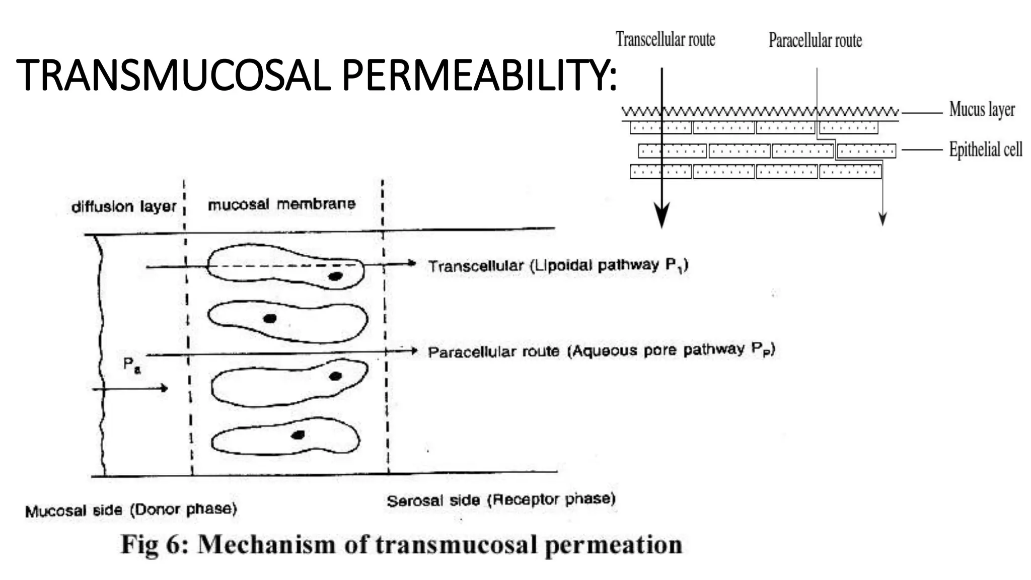 Introduction to Mucosal Drug Delivery Systems | PPTX