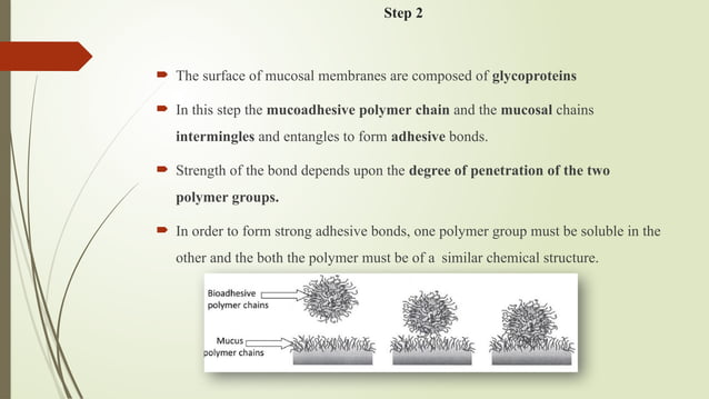 Mucoadhesive drug delivery system1.pptx | Digestive Disorders ...