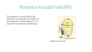 mucosal folds.pptx