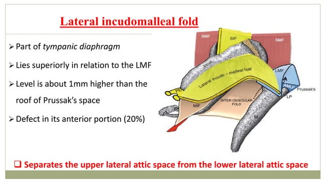 Mucosal folds and ventilation of middle ear | PPTX