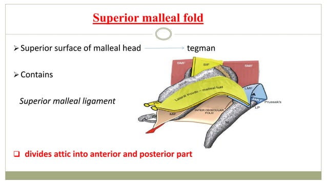 Mucosal folds and ventilation of middle ear | PPTX