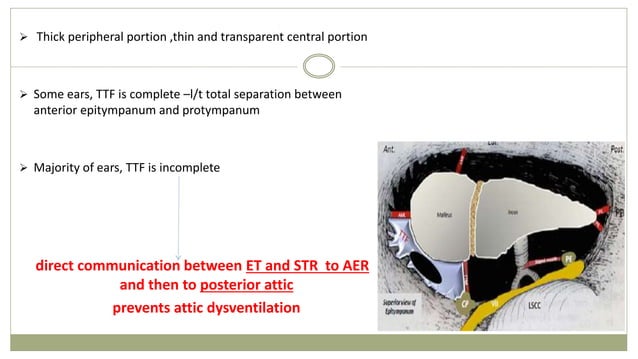 Mucosal folds and ventilation of middle ear | PPTX