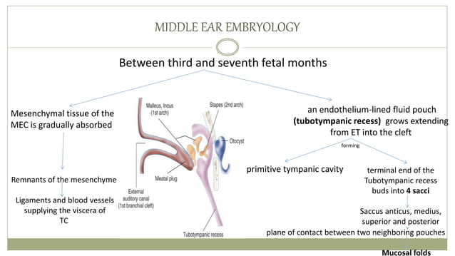 Mucosal folds and ventilation of middle ear | PPTX