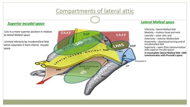 Mucosal folds and ventilation of middle ear | PPTX