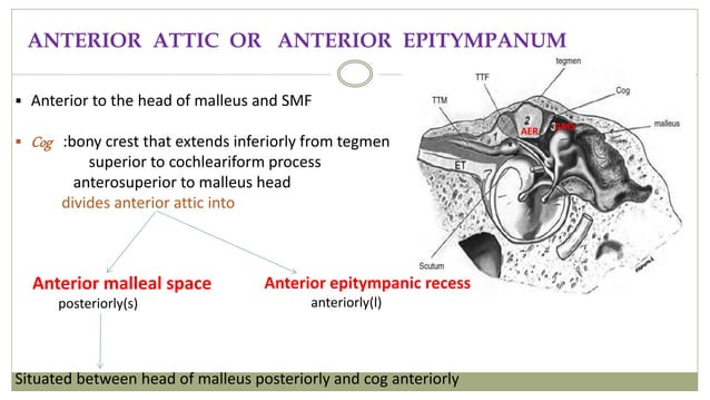Mucosal folds and ventilation of middle ear | PPTX