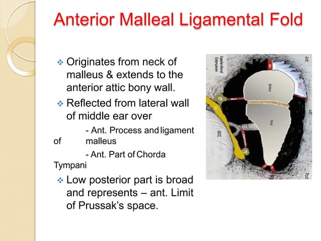Mucosal folds of Middle Ear.pptx