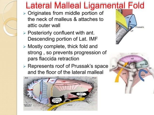 Mucosal folds of Middle Ear.pptx