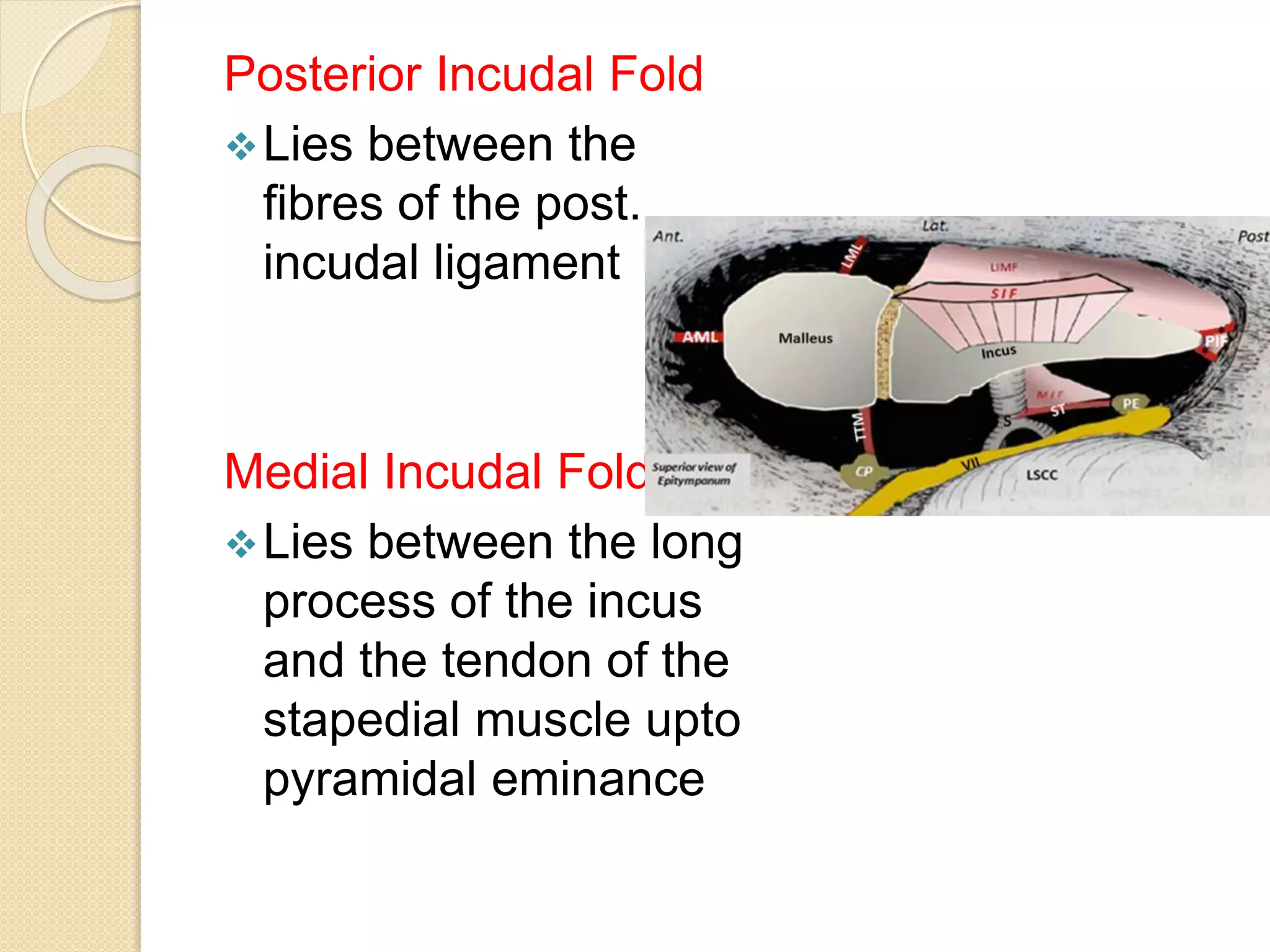 Mucosal folds of the middle ear | PPTX