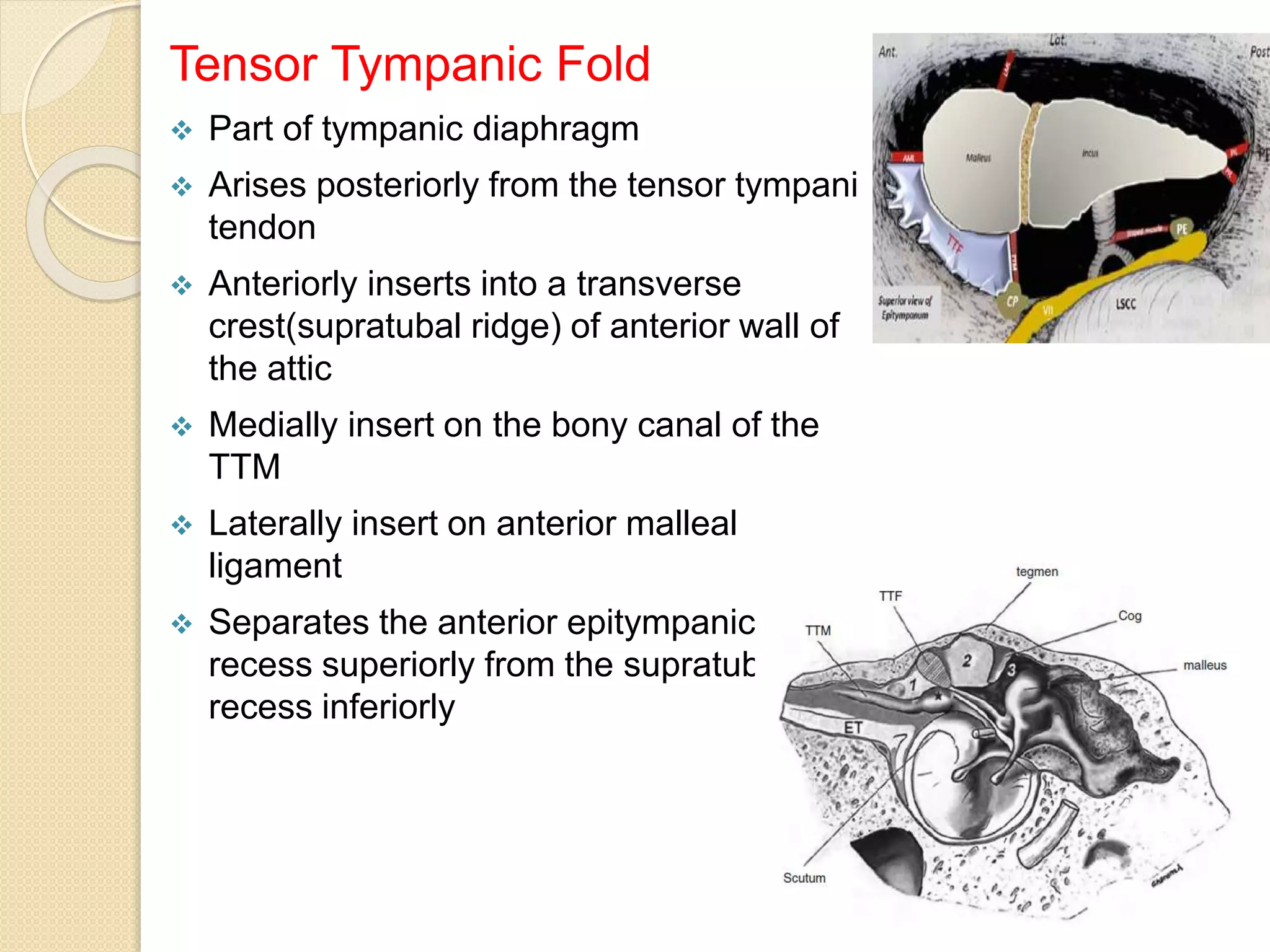 Mucosal folds of the middle ear | PPTX