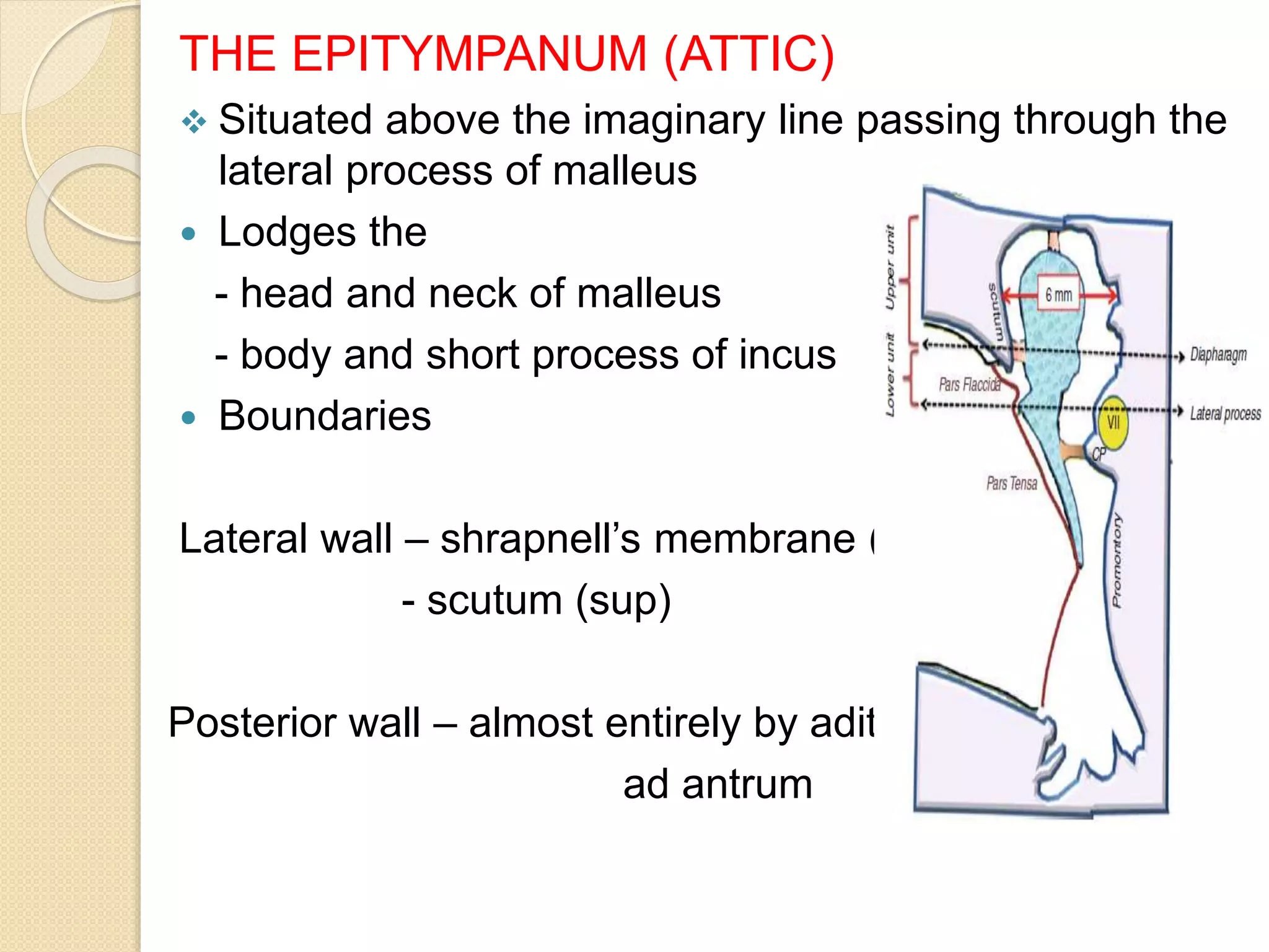 Mucosal folds of the middle ear | PPTX