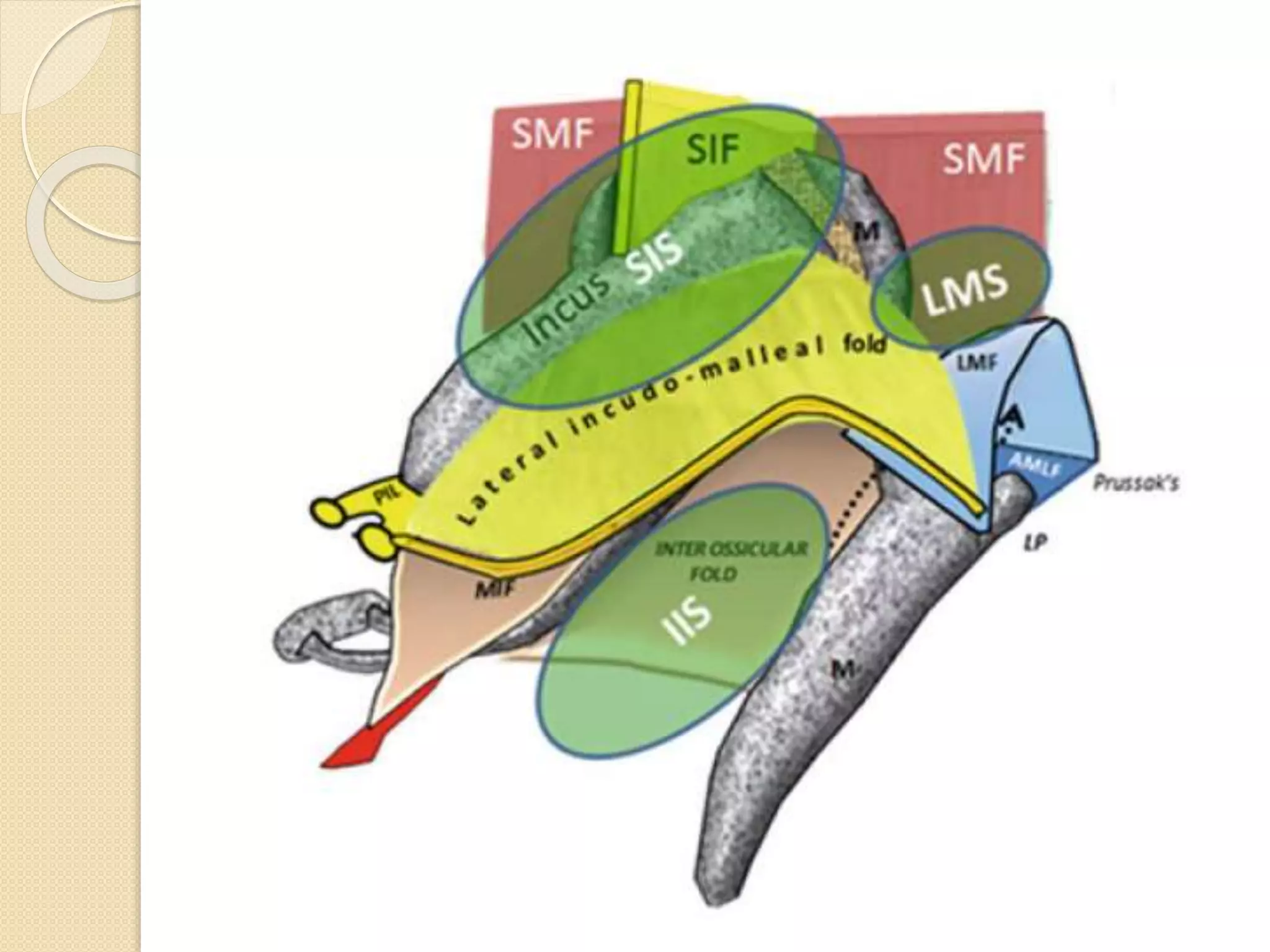Mucosal folds of the middle ear | PPTX