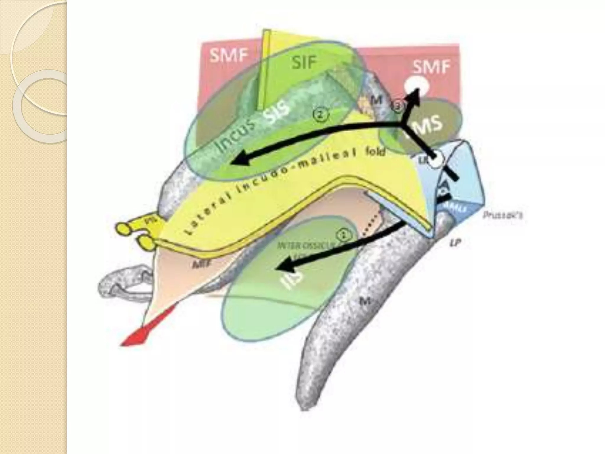 Mucosal folds of the middle ear | PPTX