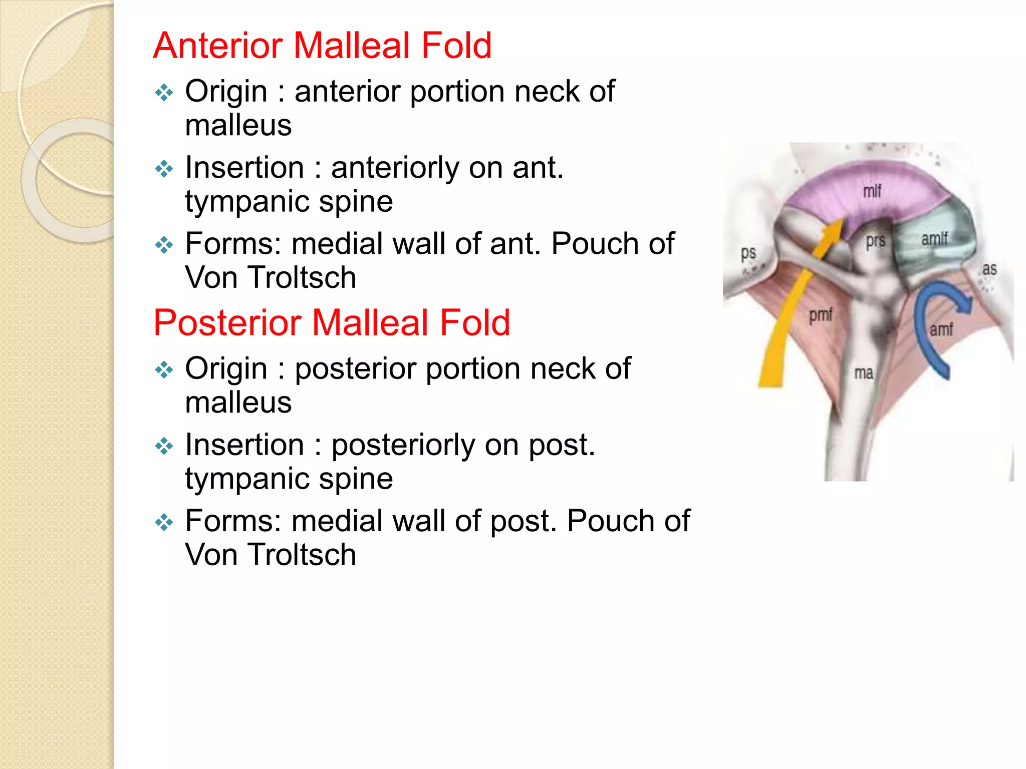 Mucosal folds of the middle ear | PPTX