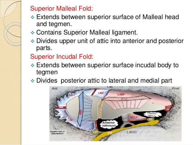 Mucosal folds of the middle ear