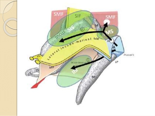 Mucosal folds of the middle ear