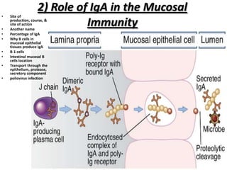 Mucosal immunity | PPTX
