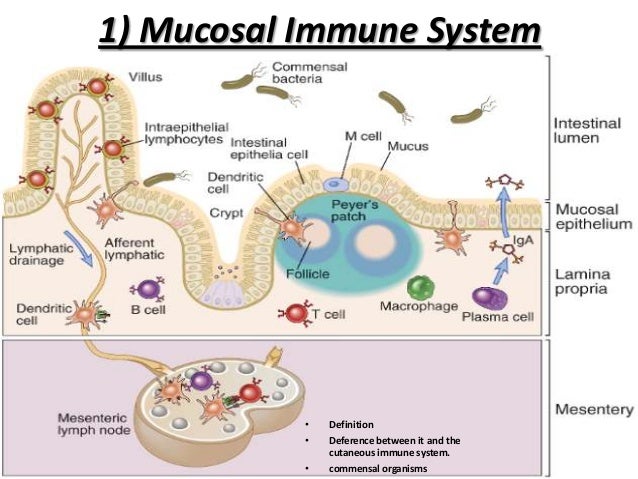 Mucosal immunity