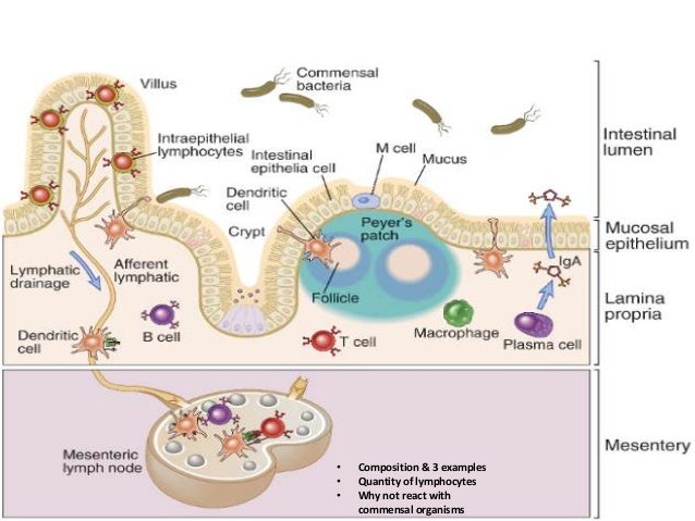 Mucosal immunity