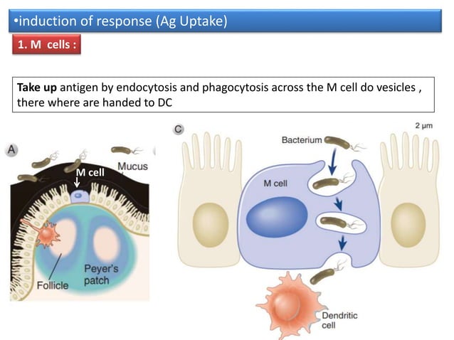 mucosal immunity.pptx