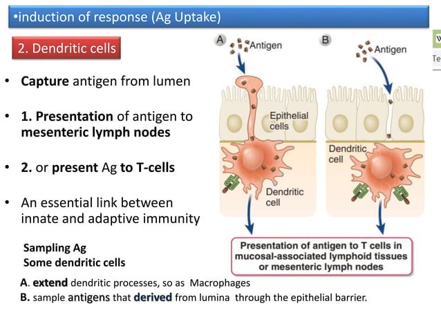 mucosal immunity.pptx