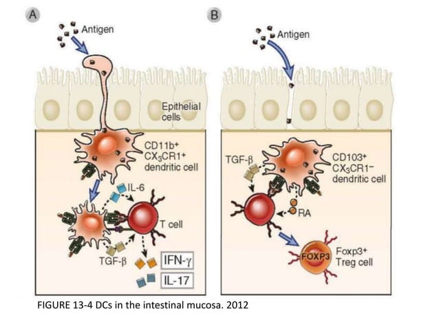 mucosal immunity.pptx