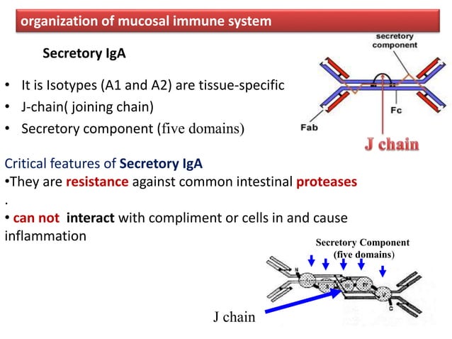 mucosal immunity.pptx