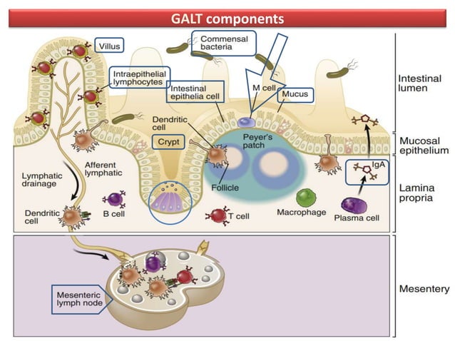 mucosal immunity.pptx