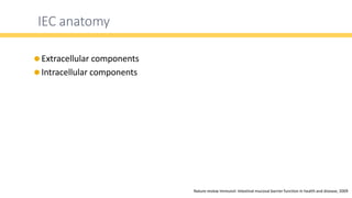 Mucosal immunity of GI tract.pptx | Biological Sciences | Science