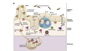 Mucosal immunity of GI tract.pptx | Biological Sciences | Science