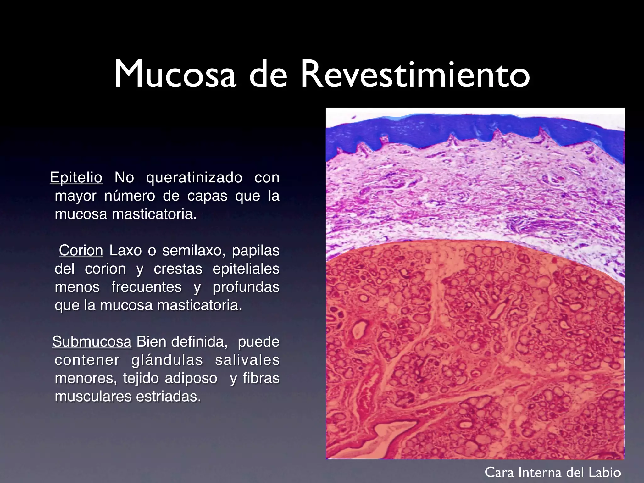 Mucosa oral | KEY