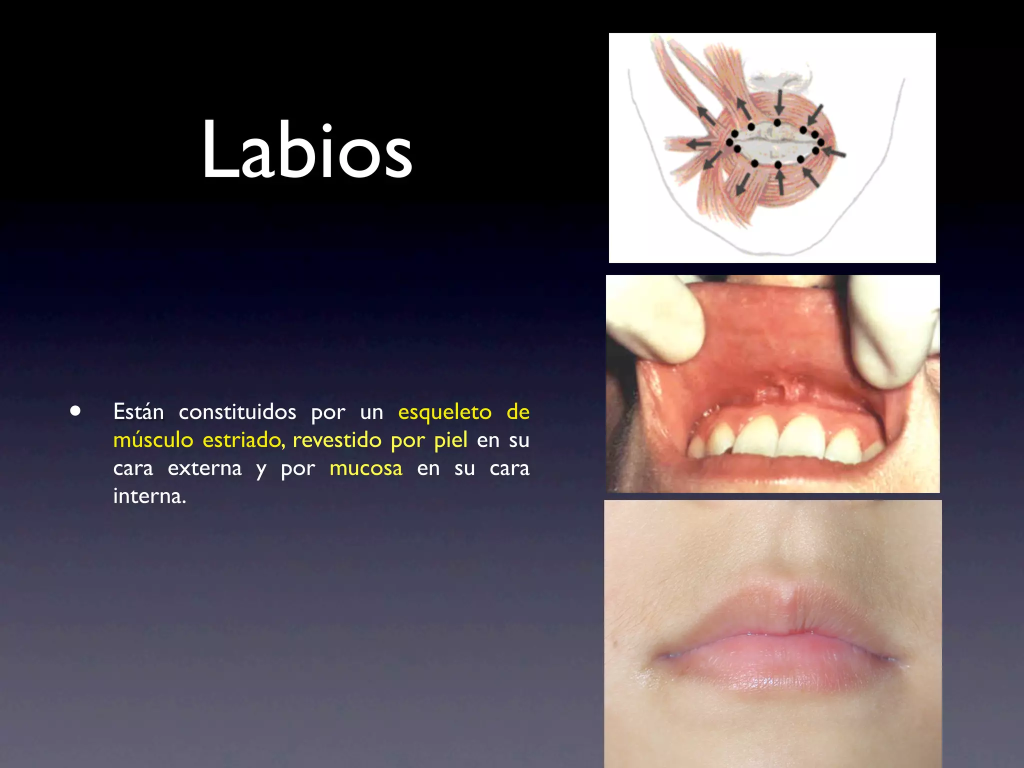 Mucosa oral | KEY