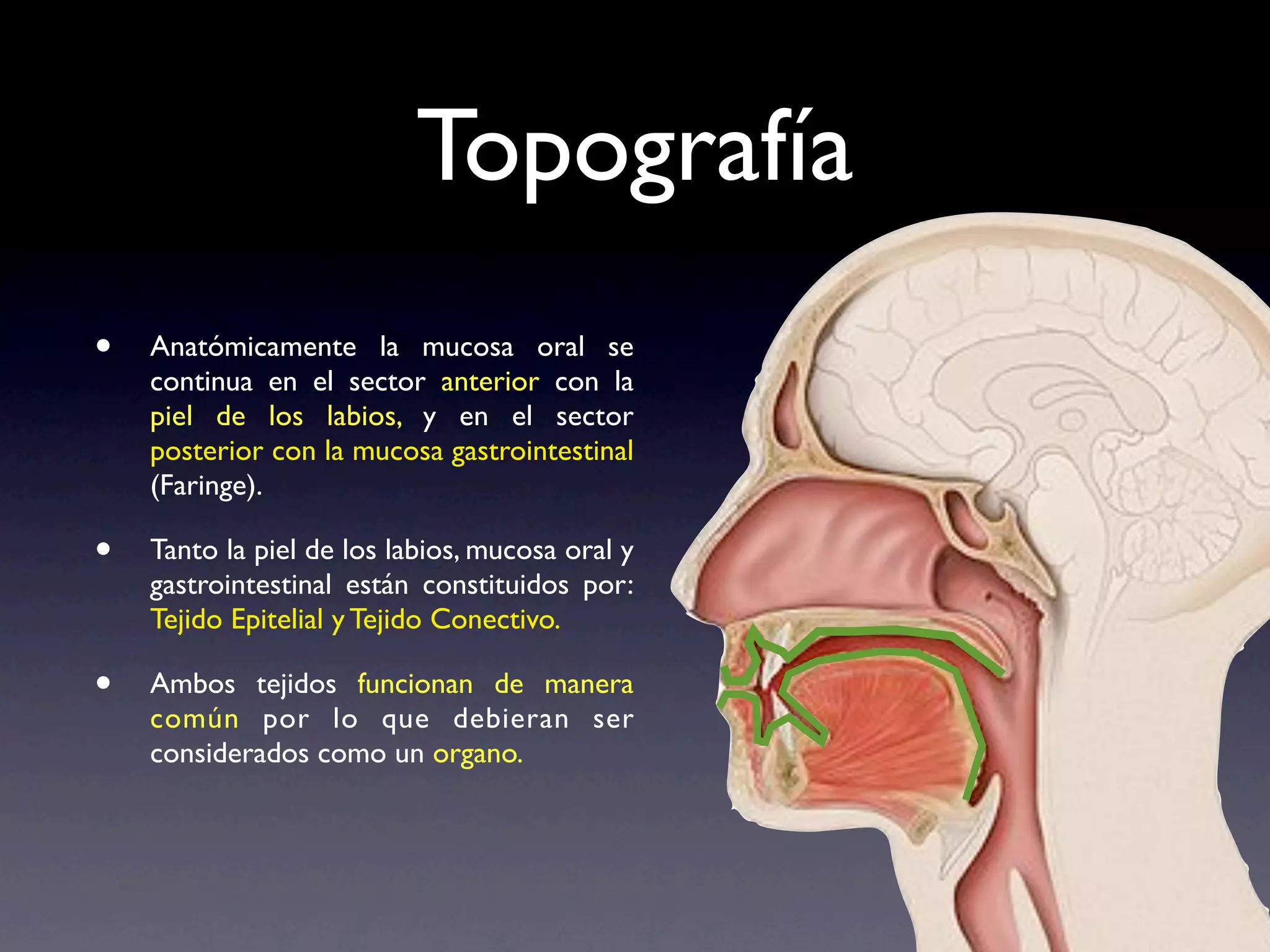 Mucosa oral | KEY