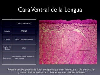 Mucosa oral | KEY